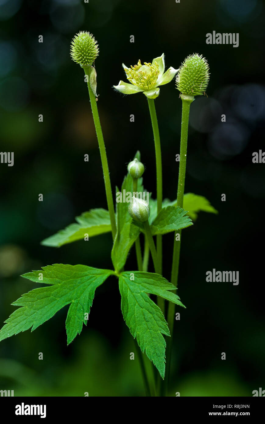Tall thimbleweed hi-res stock photography and images - Alamy