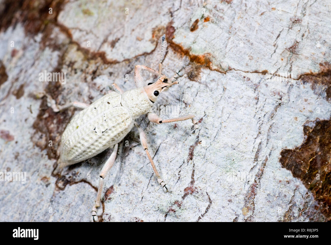 White weevil (species undetermined) crawling on white bark of tree in ...