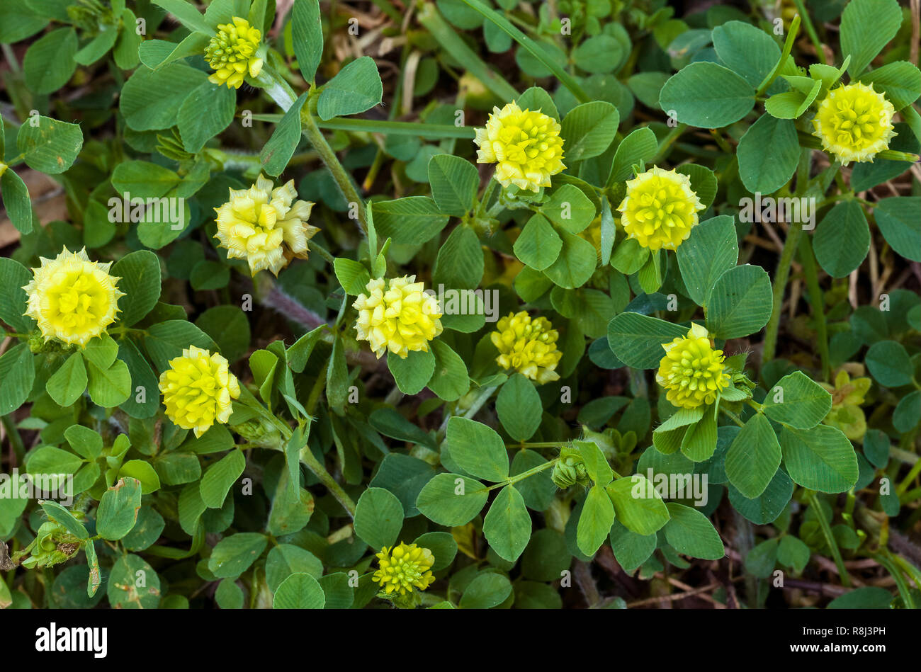 Low, or smaller, hop clover (Trifolium campestre) in spring in central ...