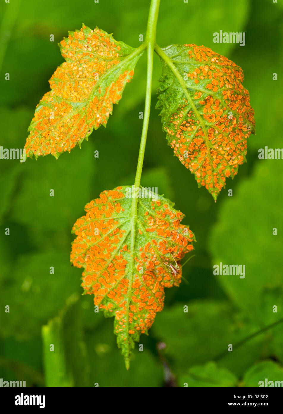 Blackberry rust (Arthuriomyces peckianus) on leaf of blackberry bush ...