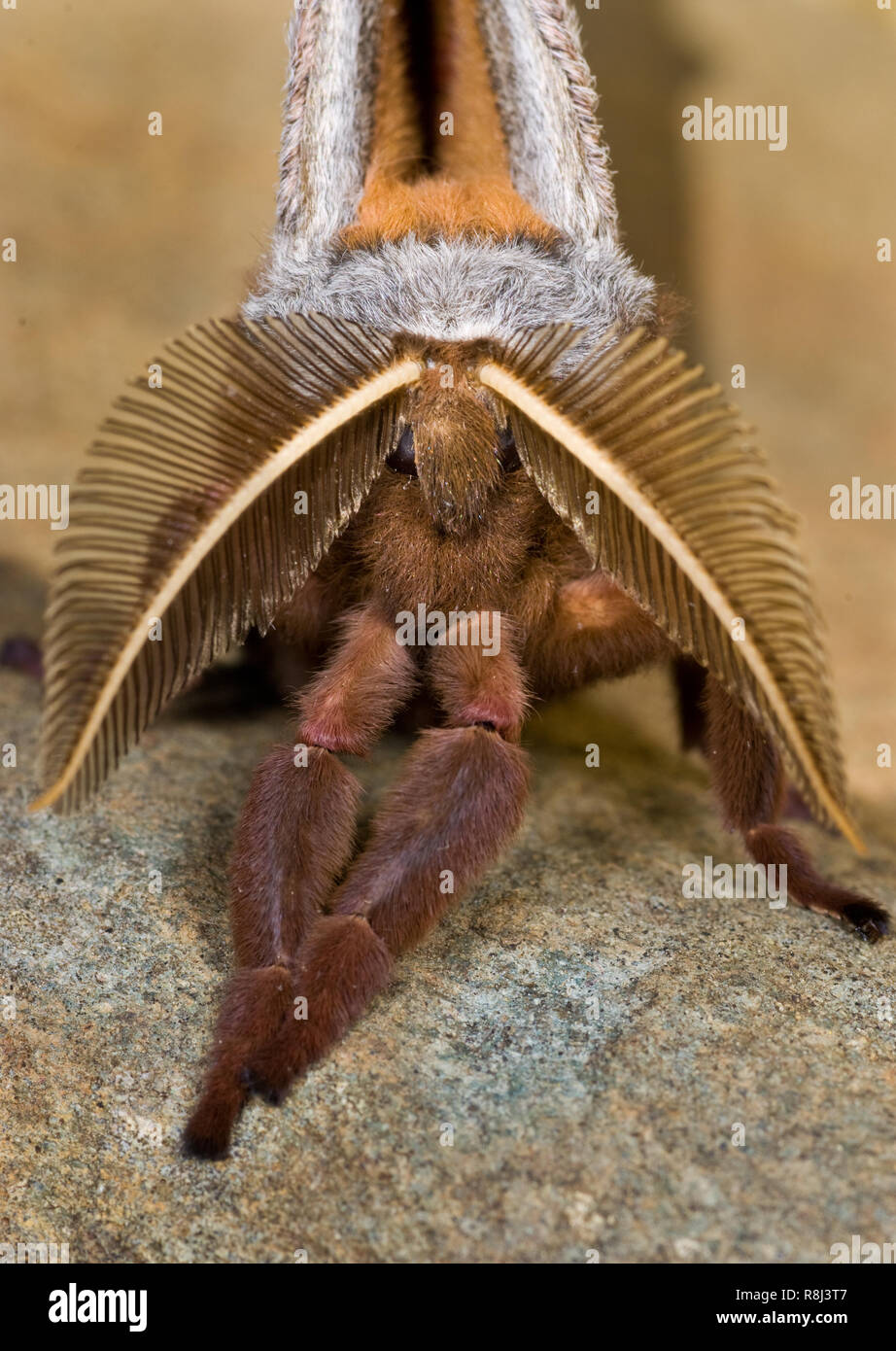 Male Polyphemus moth (Antheraea polyphemus) in resting position. Large ...