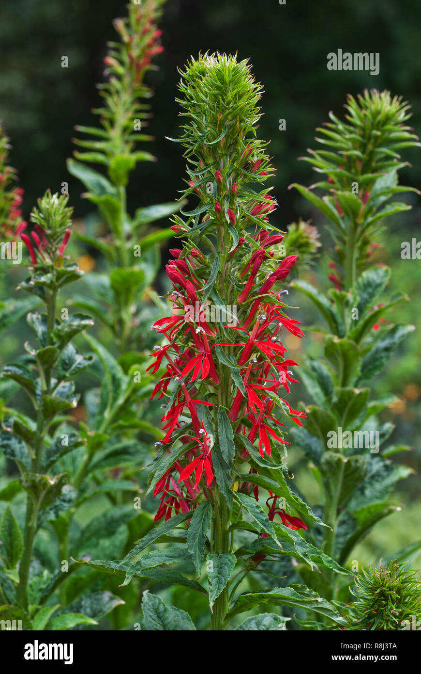Cardinal flower (Lobelia cardinalis) in early July in central Virginia ...