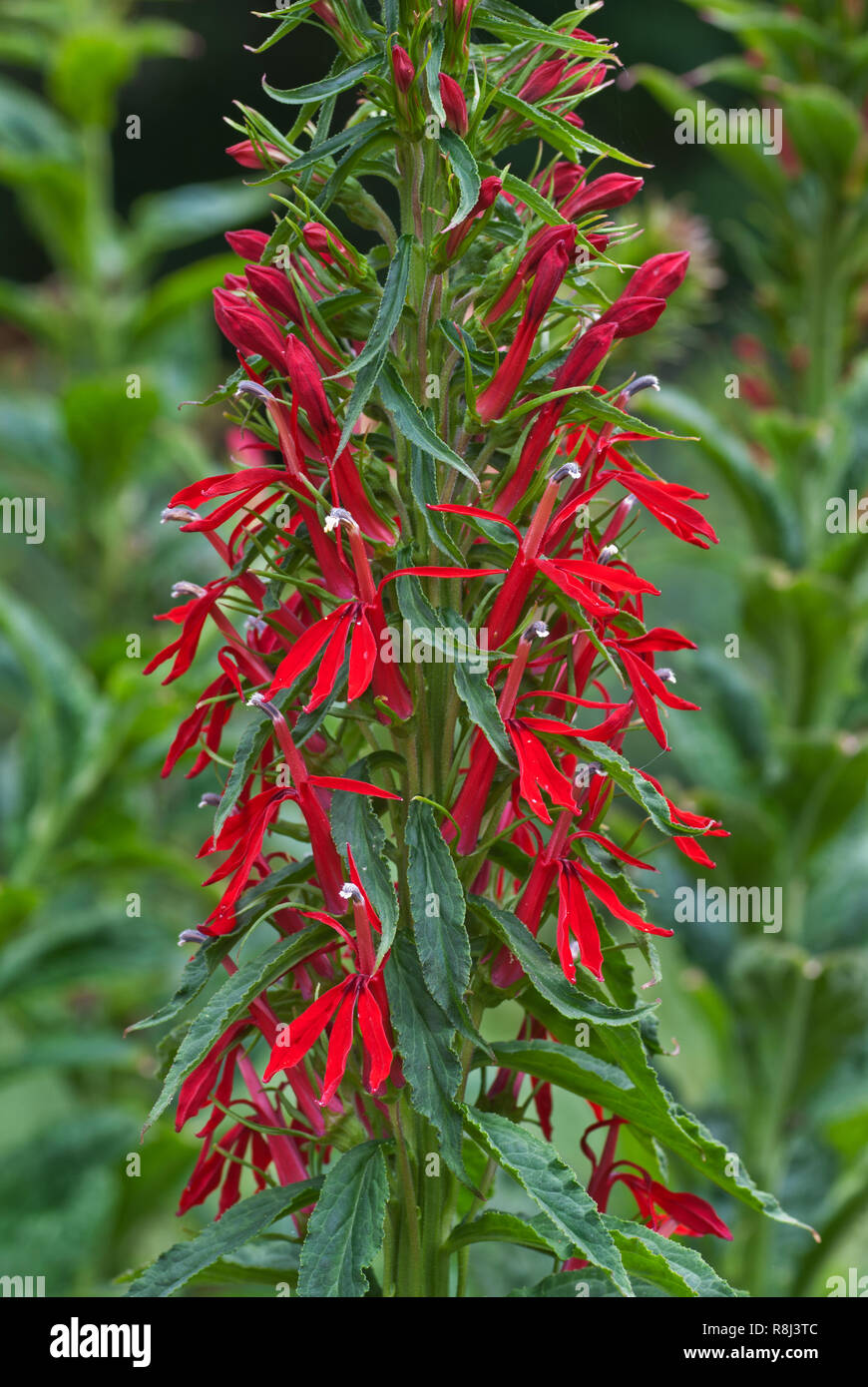 Cardinal flower (Lobelia cardinalis) in early July in central Virginia ...
