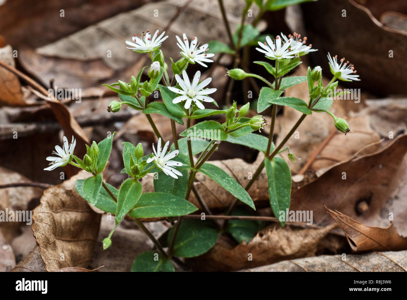 Star chickweed (Stellaria pubera) in early spring woodland in central ...
