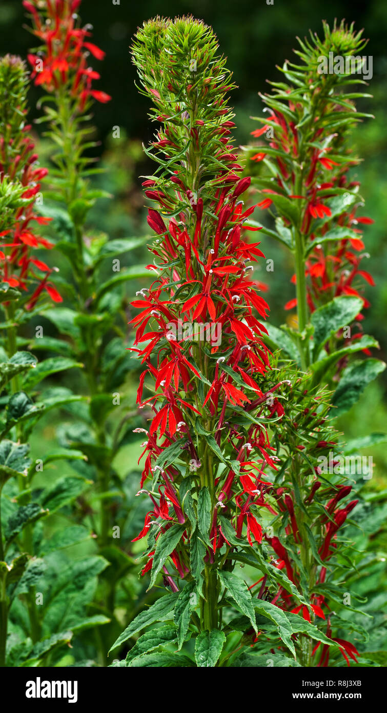 Cardinal flower (Lobelia cardinalis) in early July in central Virginia ...