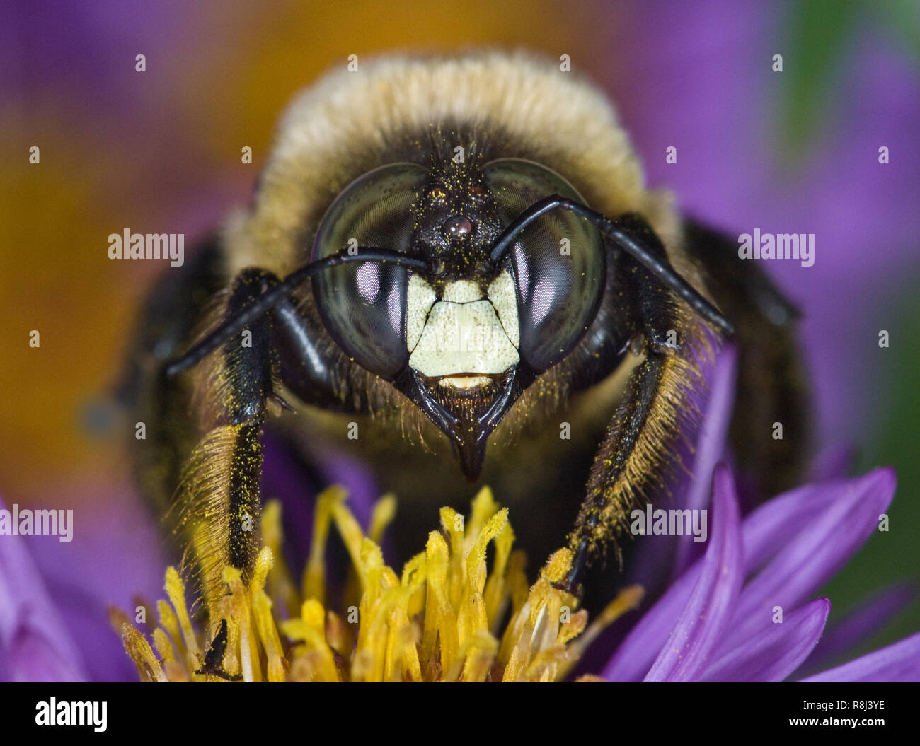 Carpenter Bee Photo Pubescent Carpenter Bee Xylocopa Pubescens
