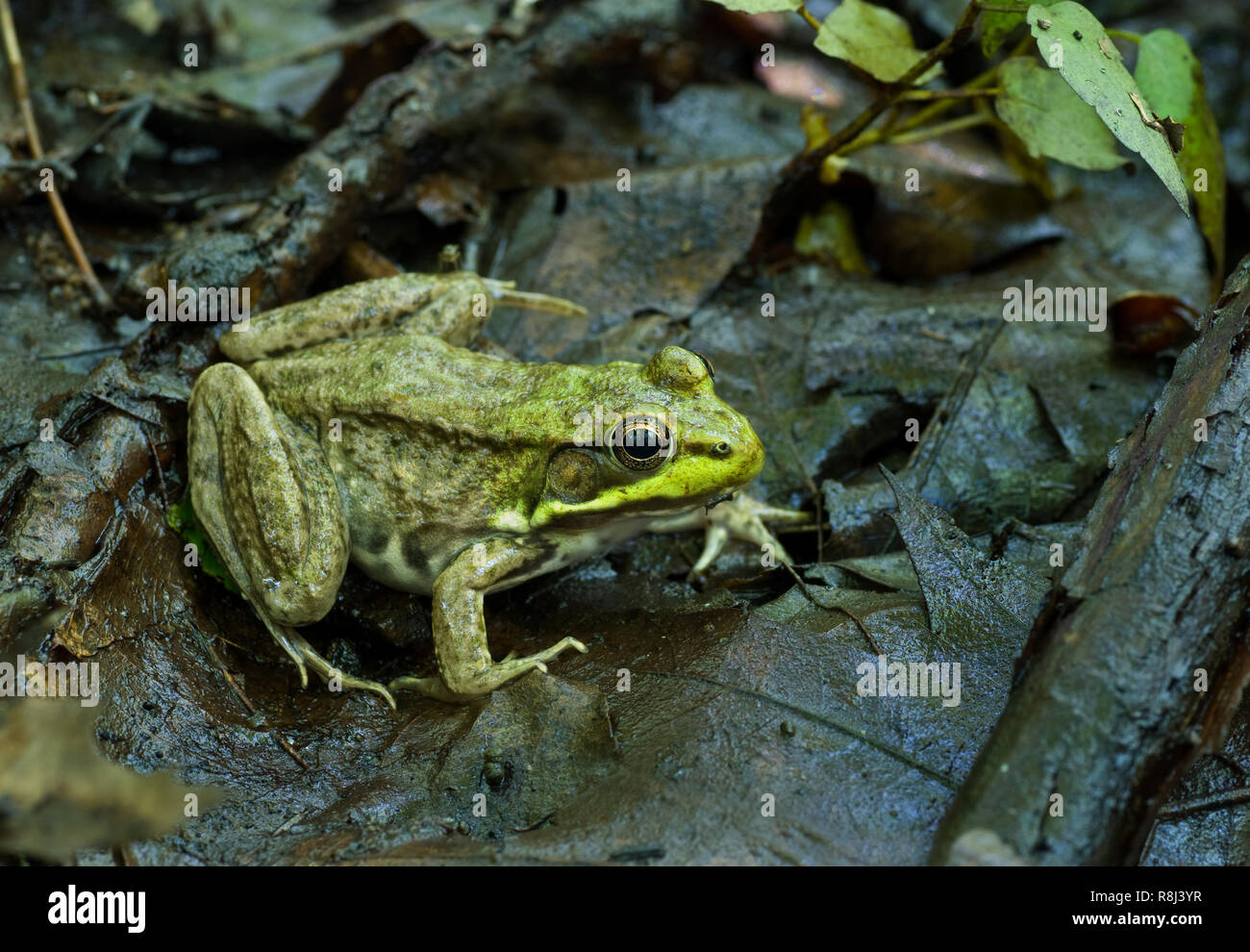 Rana clamitans hi-res stock photography and images - Alamy
