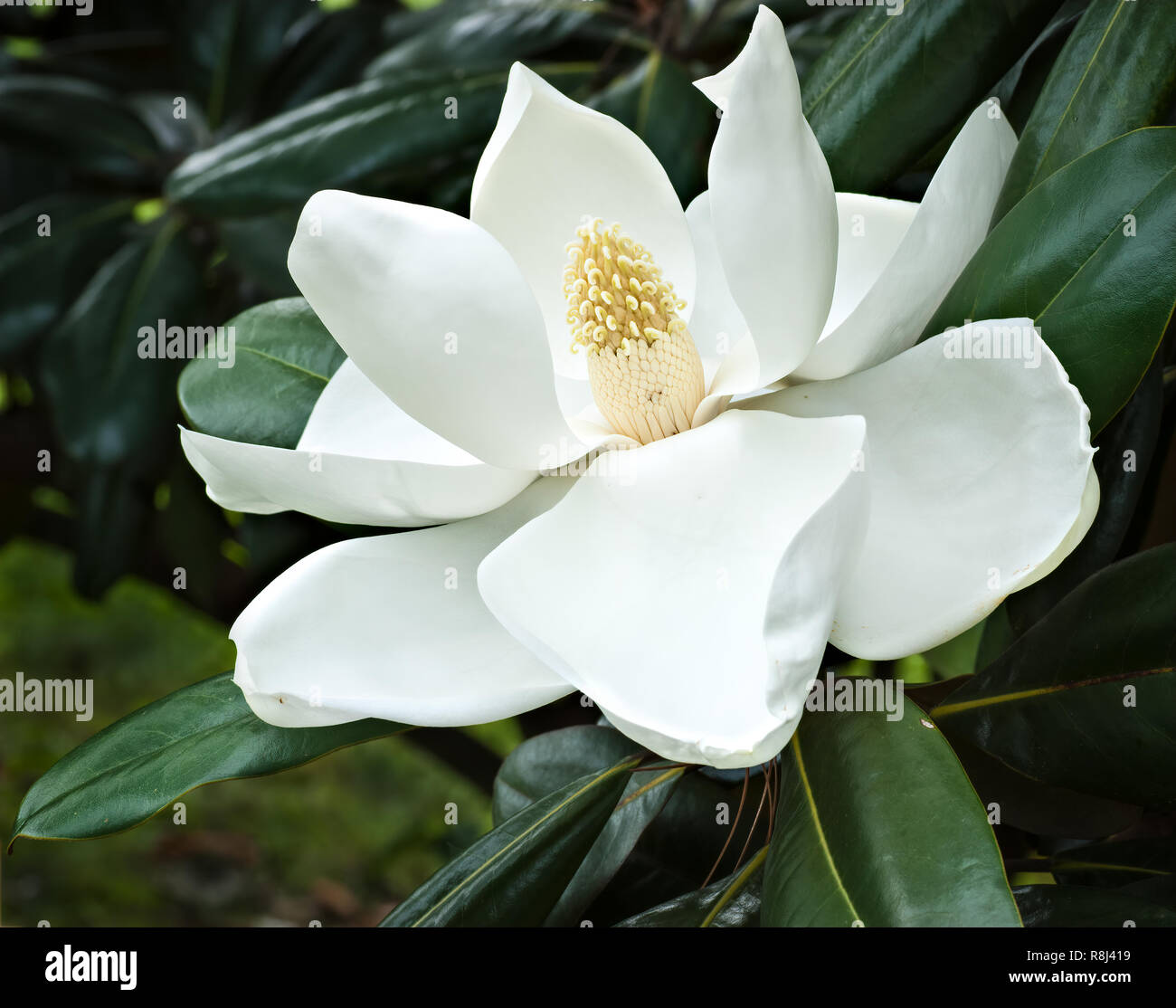 Flower of southern magnolia (Magnolia grandiflora Stock Photo - Alamy