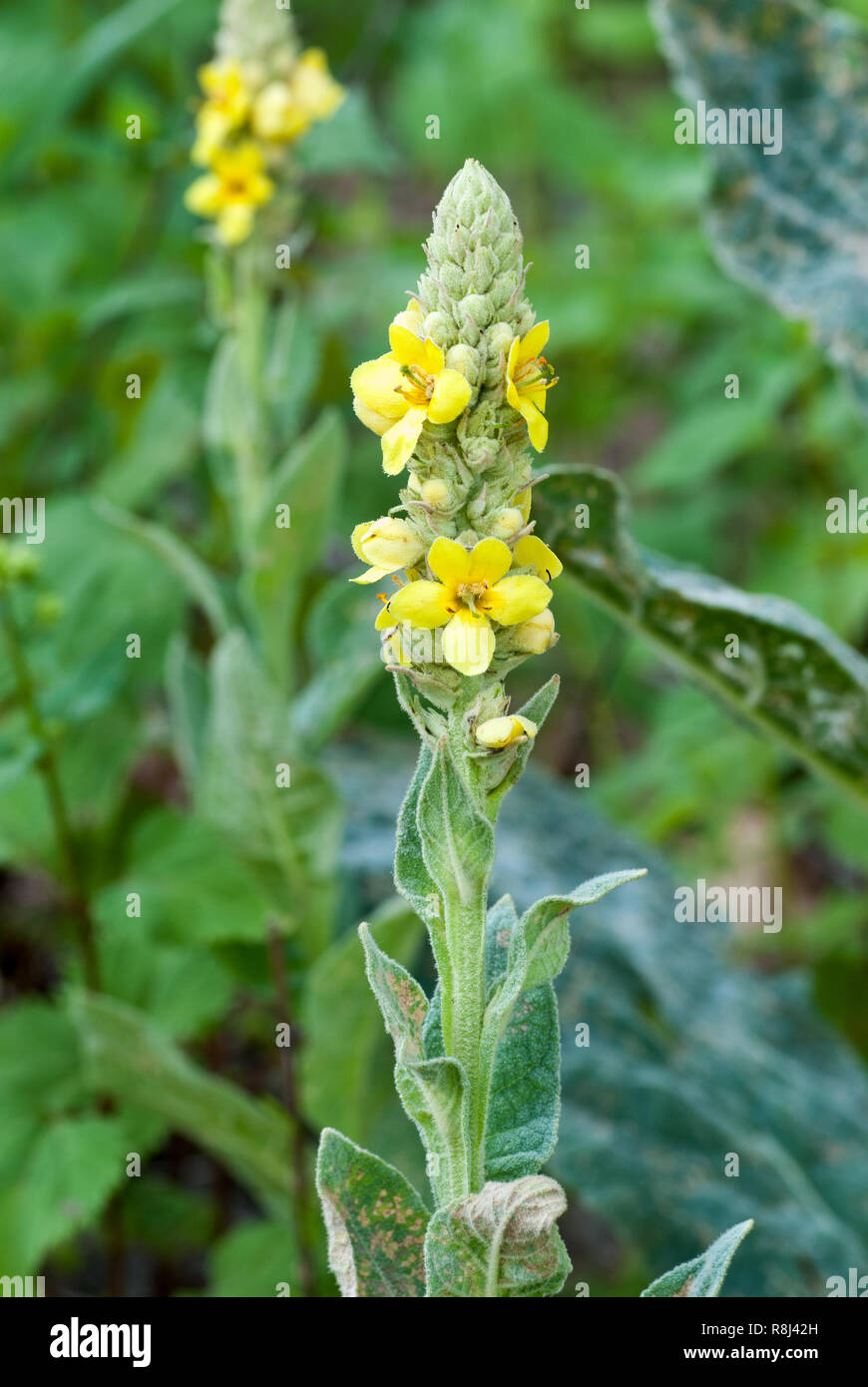 Common mullein (Verbascum thapsus) in mid-July in central Virginia ...