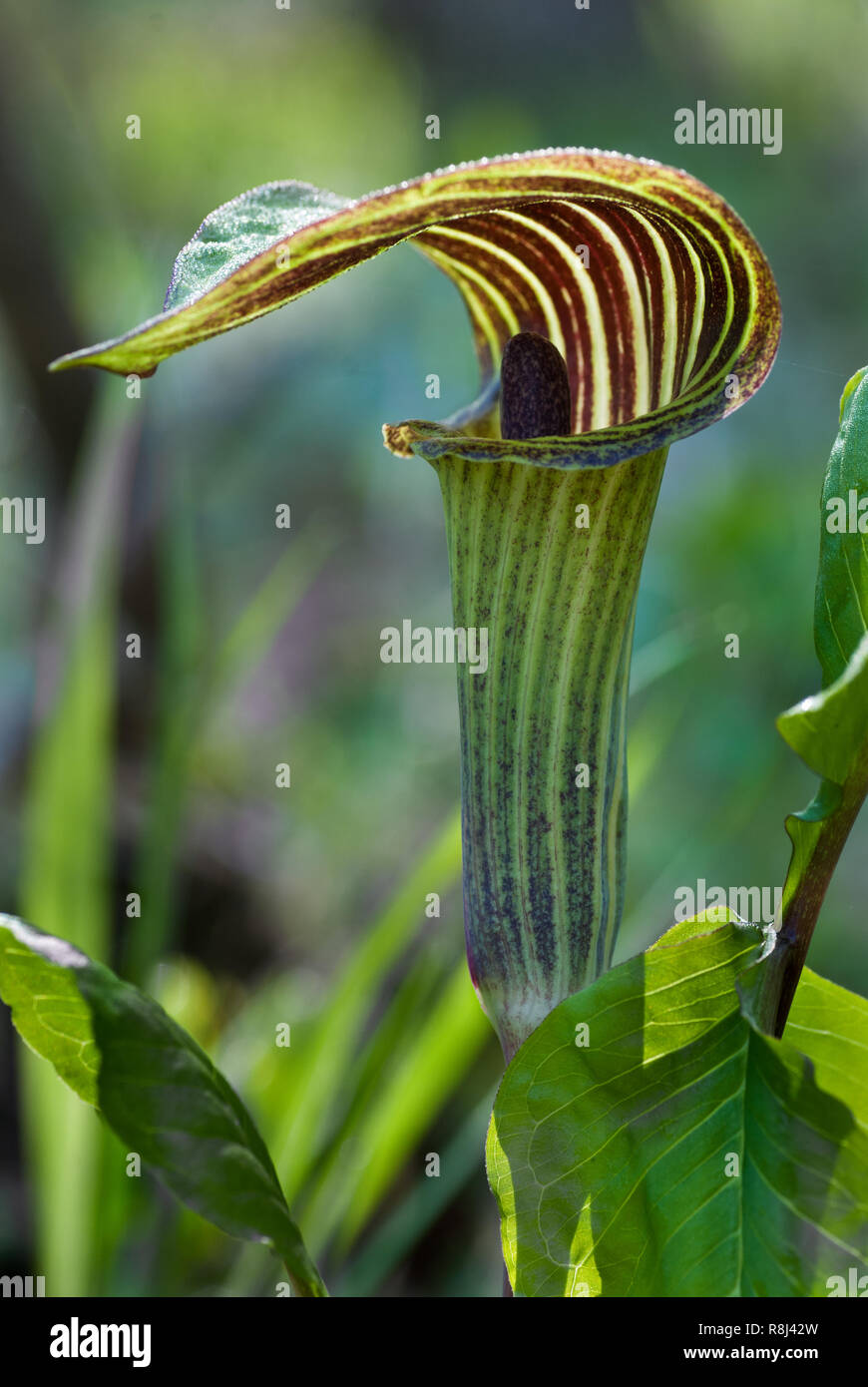 Arisaema Triphyllum Jack In The Pulpit (Arisaema Triphyllum) GNPS