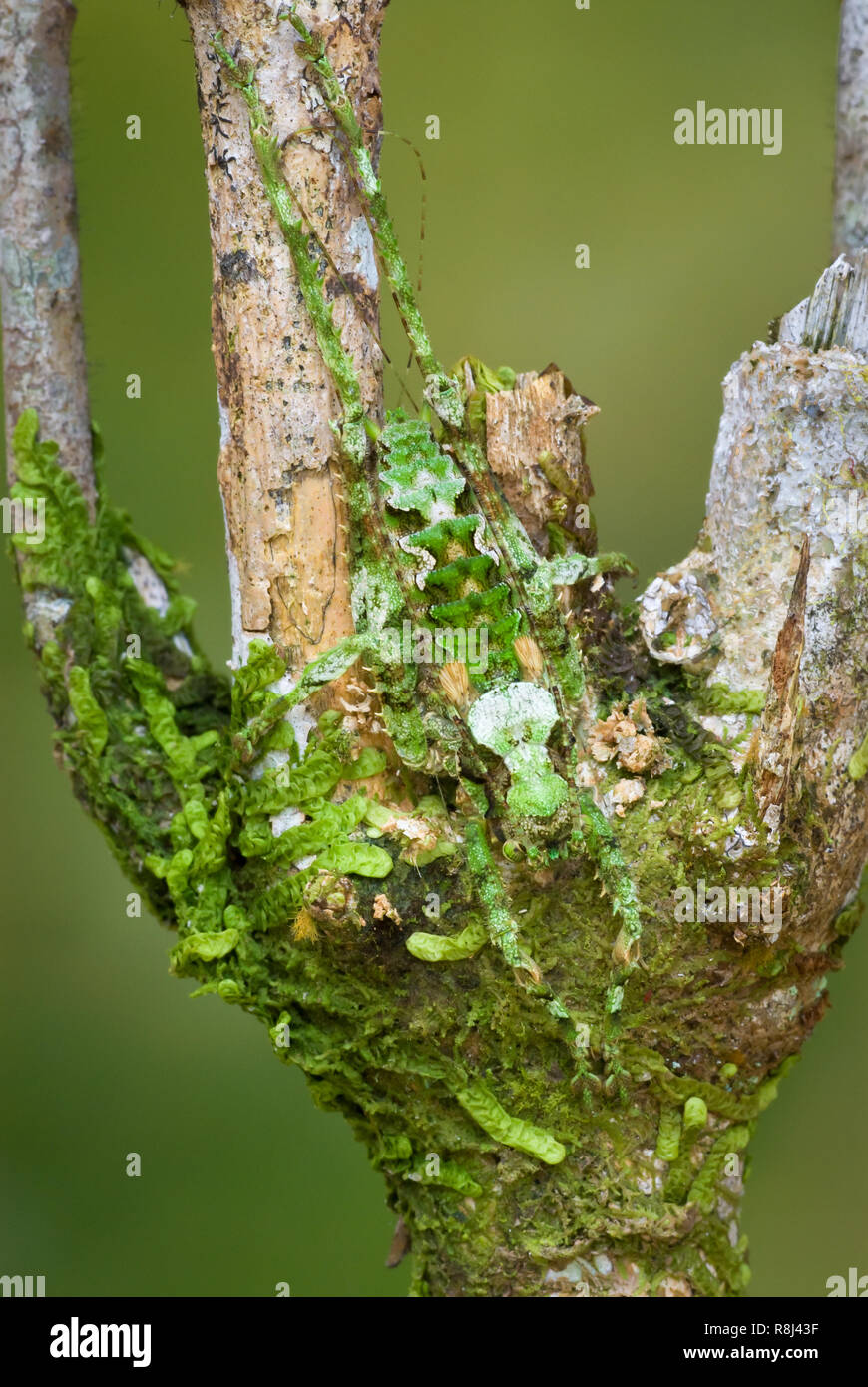 Katydid ears hi-res stock photography and images - Alamy
