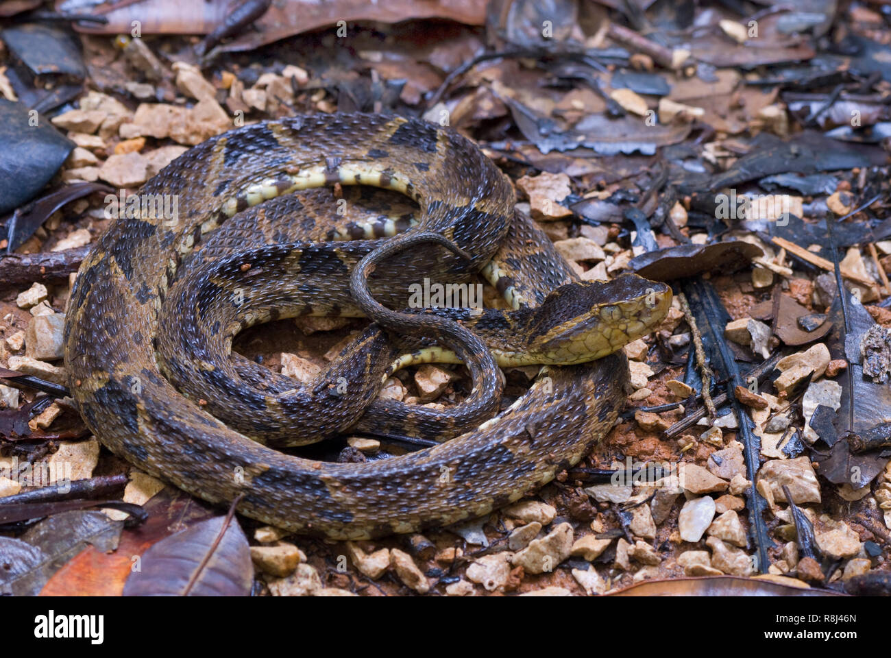 Bothrops asper hi-res stock photography and images - Alamy