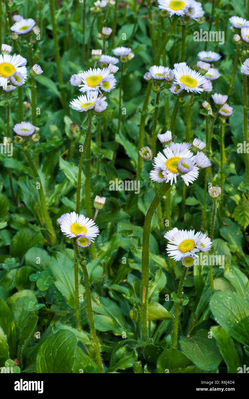 Erigeron pulchellus hi-res stock photography and images - Alamy