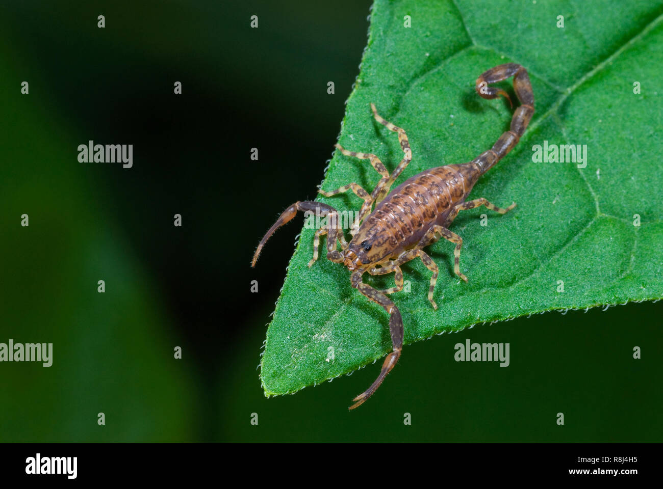 Grab the tail hi-res stock photography and images - Alamy