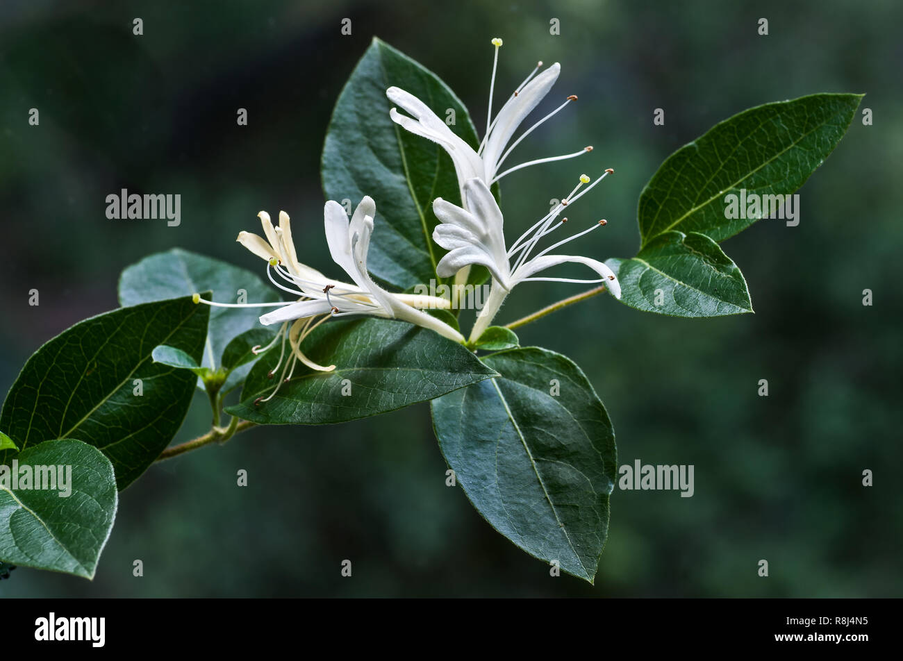 Japanese honeysuckle (Lonicera japonica) flowers in June in central ...