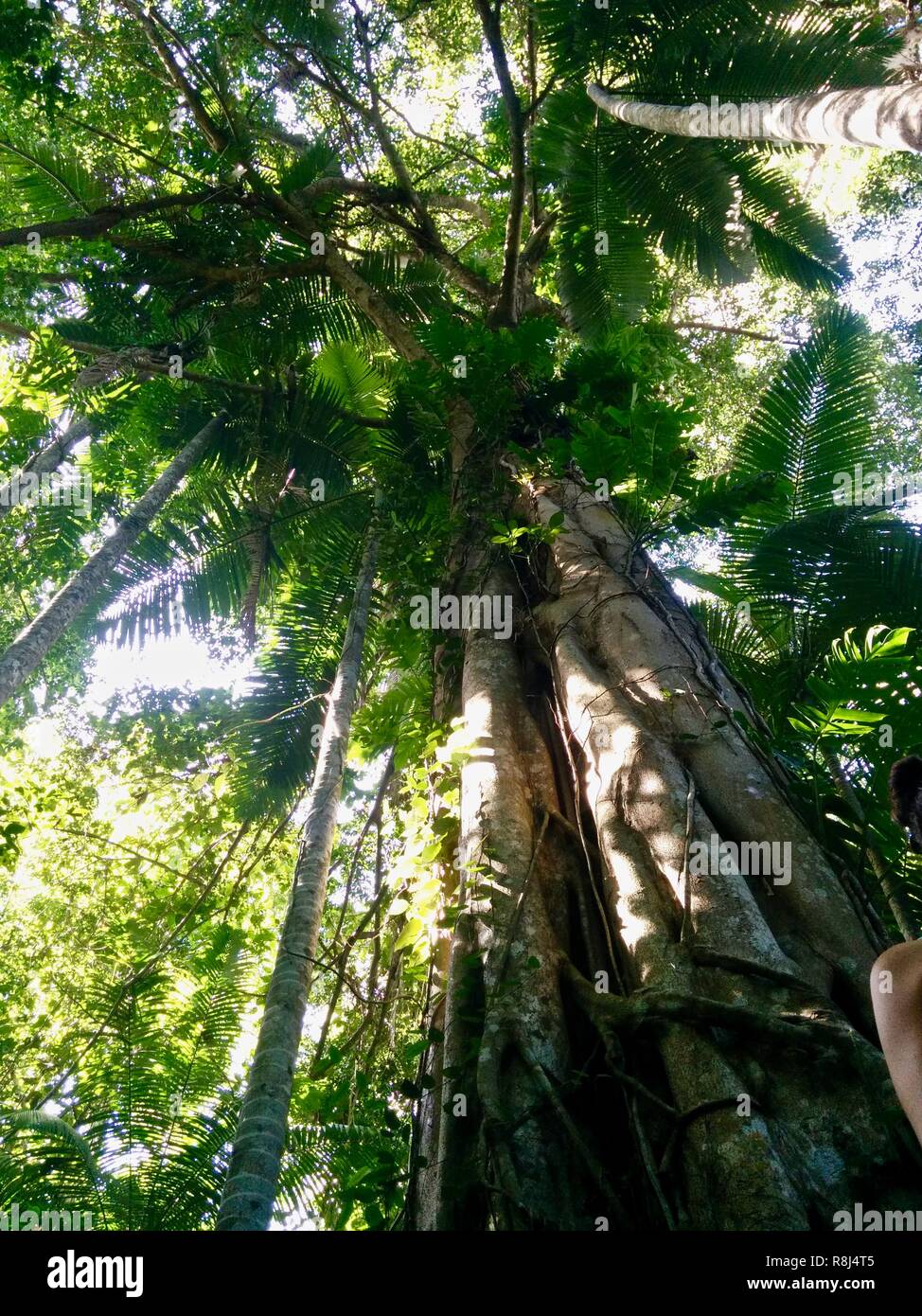 Vines tree canopy trees hi-res stock photography and images - Alamy
