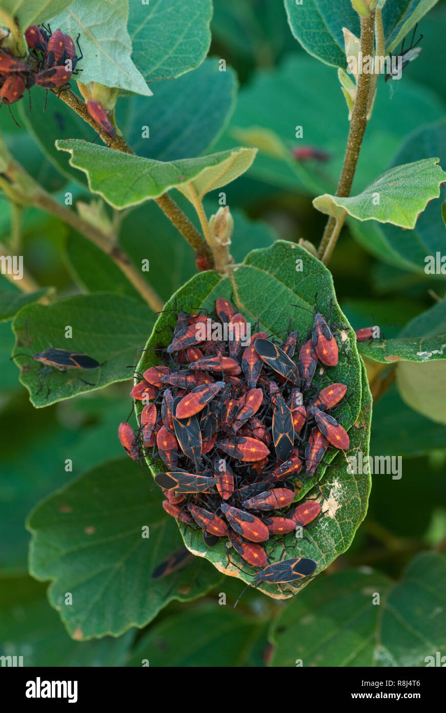 Eastern boxelder bugs (Boisea trivitatta) on fothergilla (Fothergilla ...