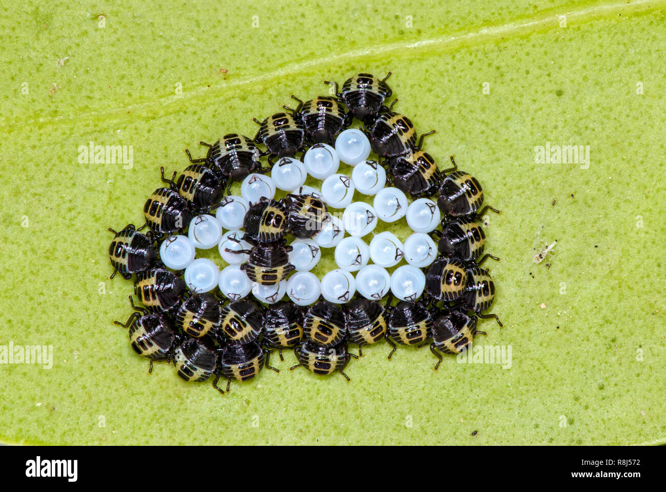 Brown marmorated stink bug nymphs (Halyomorpha halts) just hatched from ...