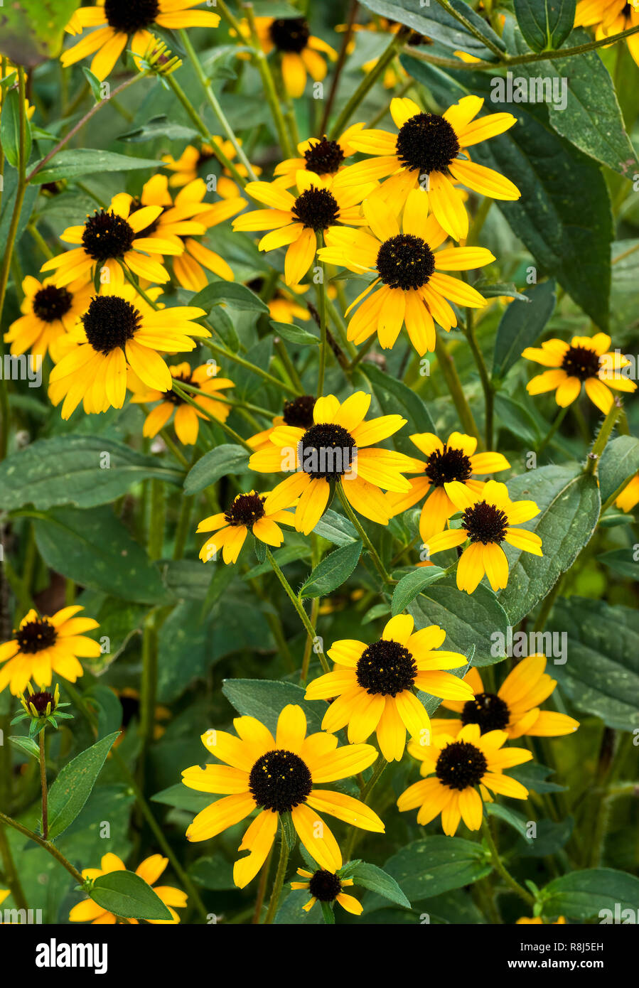 Rudbeckia triloba hi-res stock photography and images - Alamy