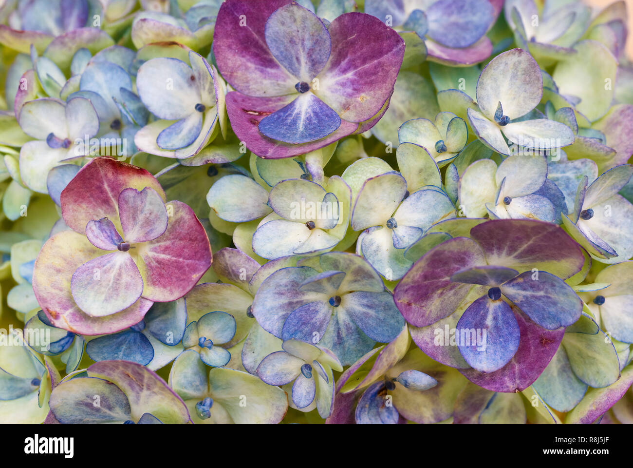 Hydrangea hydrangea sp hi-res stock photography and images - Alamy
