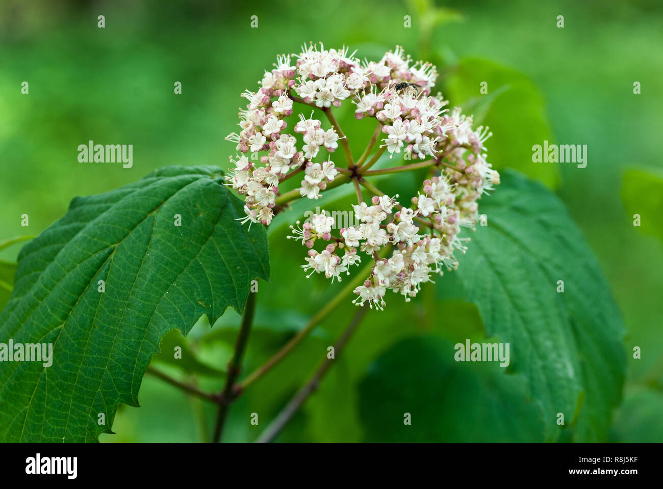 Wild hydrangea (Hydrangea arborescens) in woodland in central Virginia ...