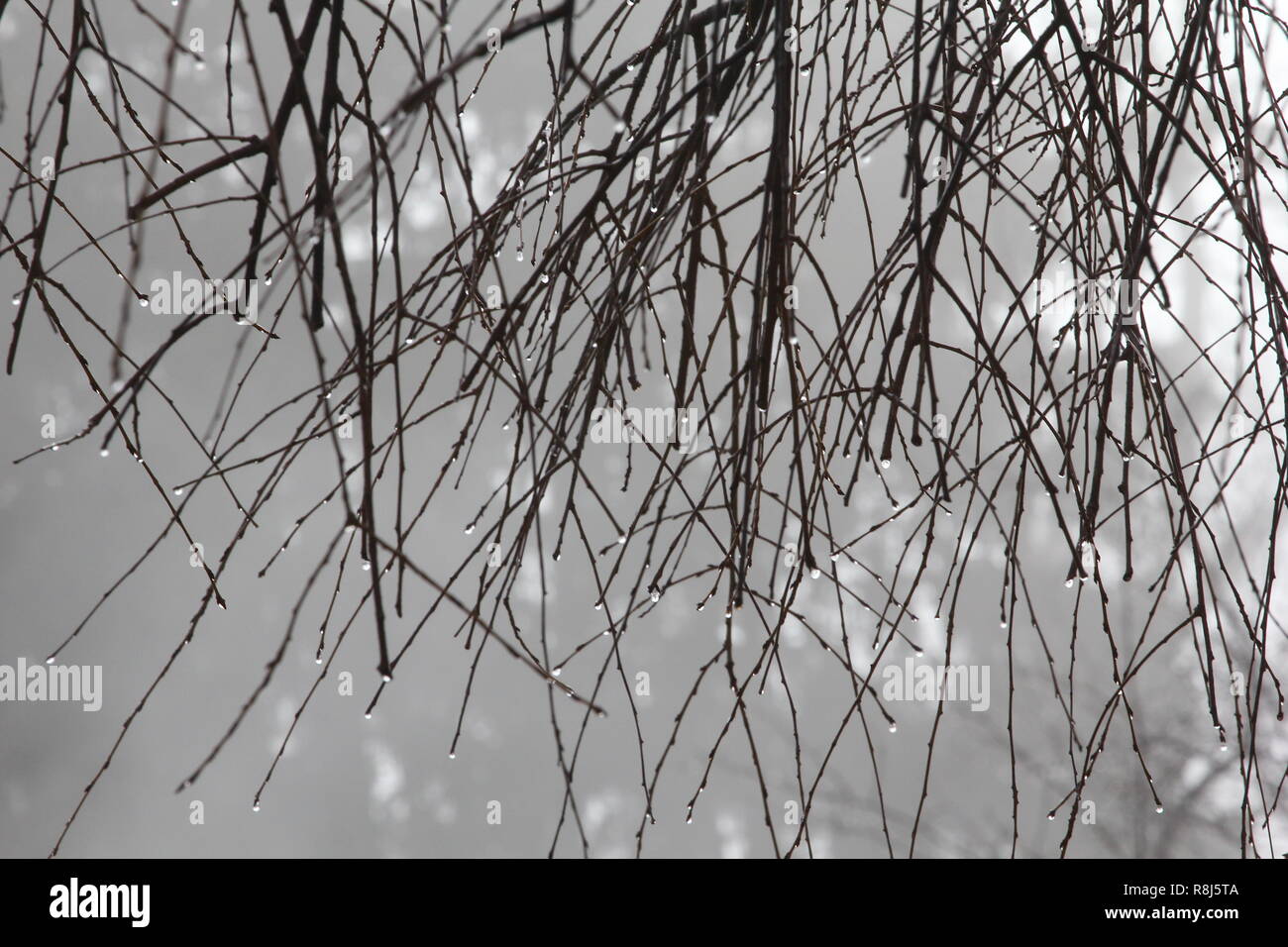 Tree Branches in Winter, Ohio Stock Photo - Alamy