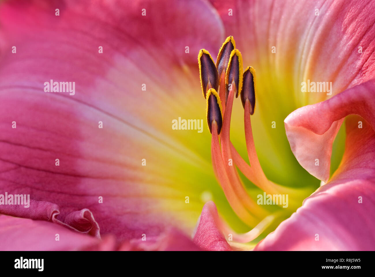 Stamens of daylily (Hemerocallus sp Stock Photo - Alamy