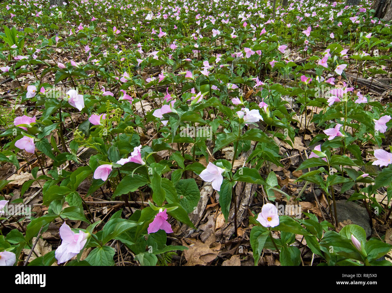 Pink variety of great white trilliums (Trillium grandiflorum) in forest ...