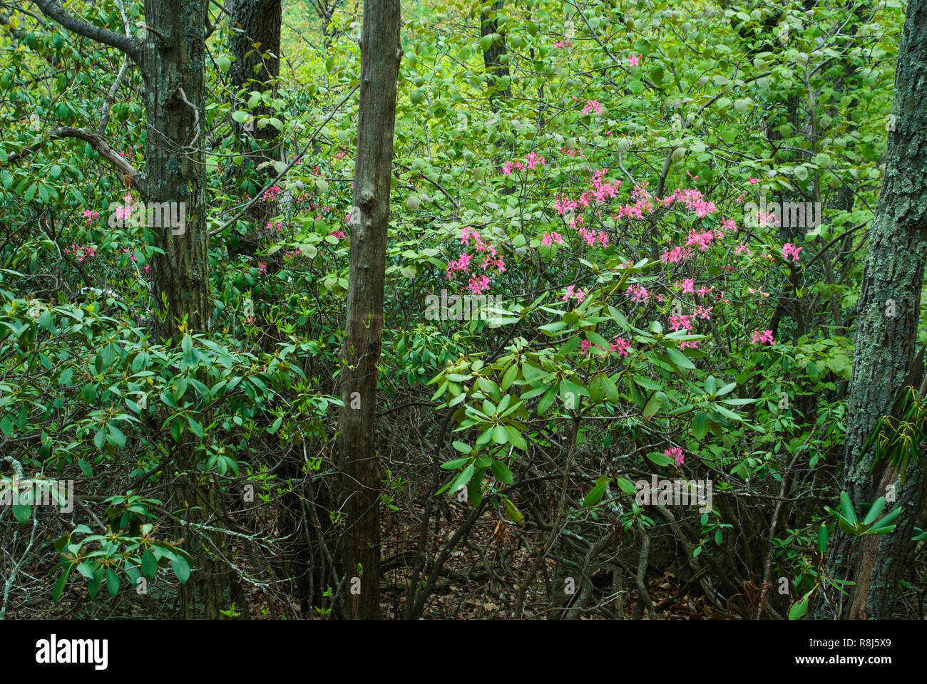 Rhododendron maximum hi-res stock photography and images - Alamy