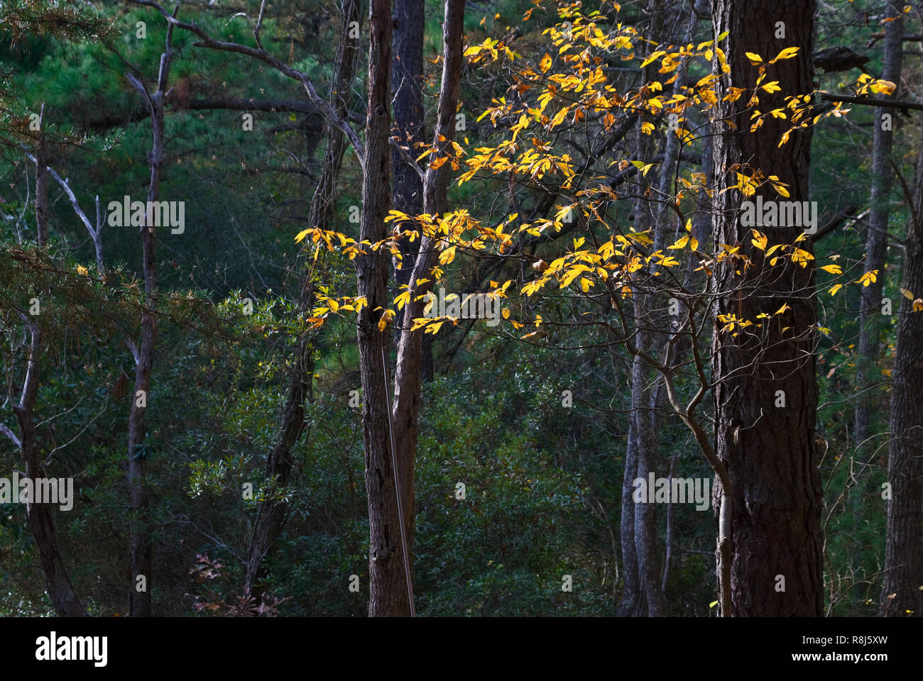 Sassafras hi-res stock photography and images - Alamy