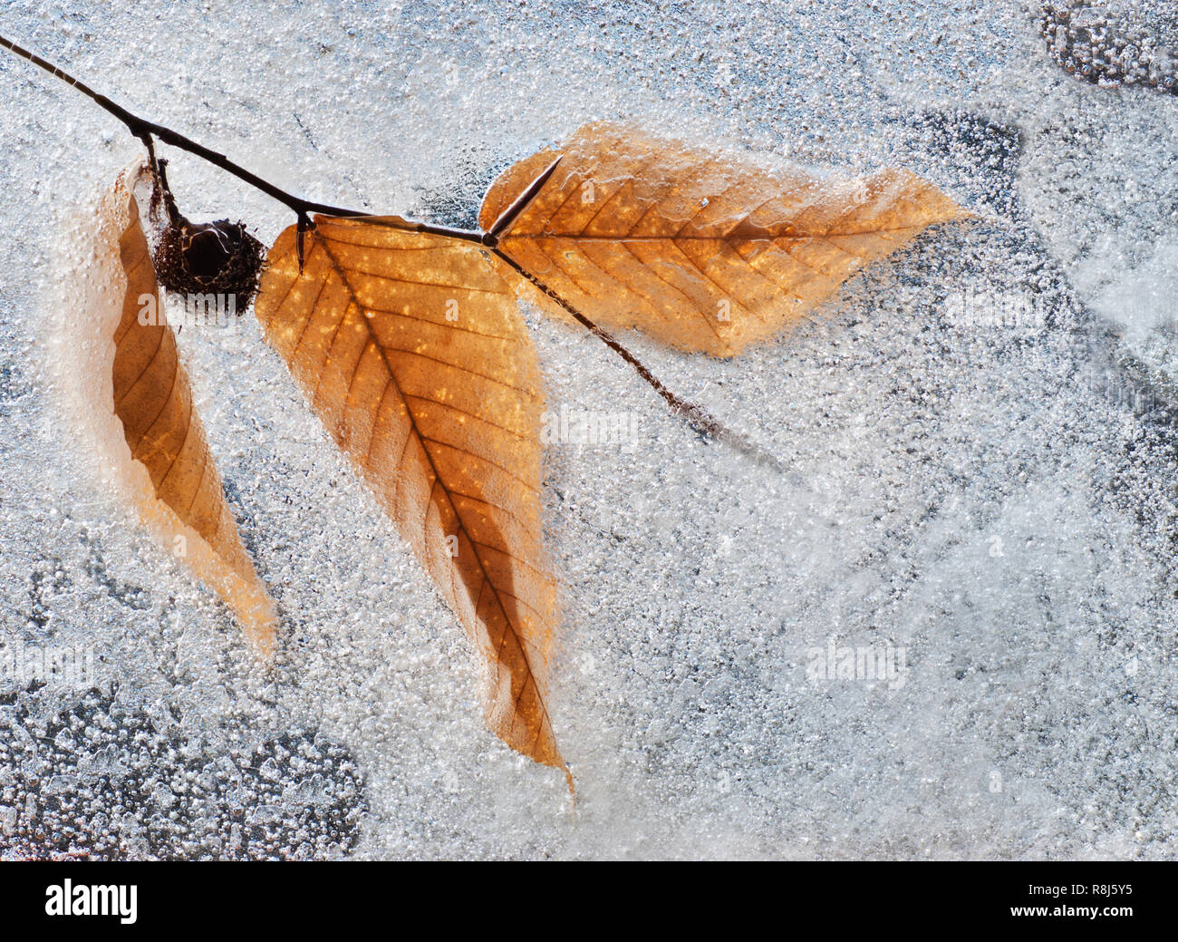 Fagus grandifolia nut hi-res stock photography and images - Alamy