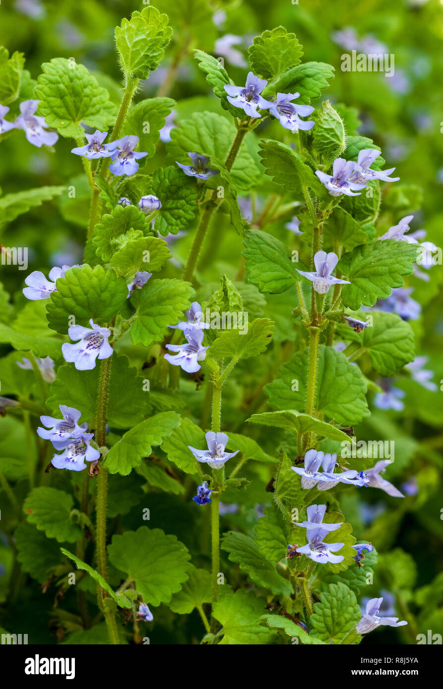 Gill-over-the-ground, creeping Charlie, ground ivy (Glechoma hederacea ...