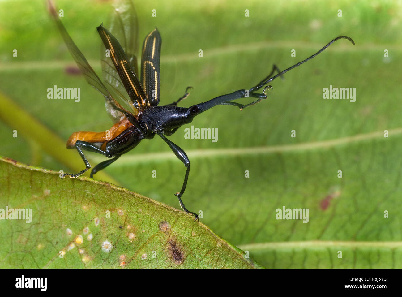 Straight-snouted weevil (Brentidae) beginning to take flight from a ...
