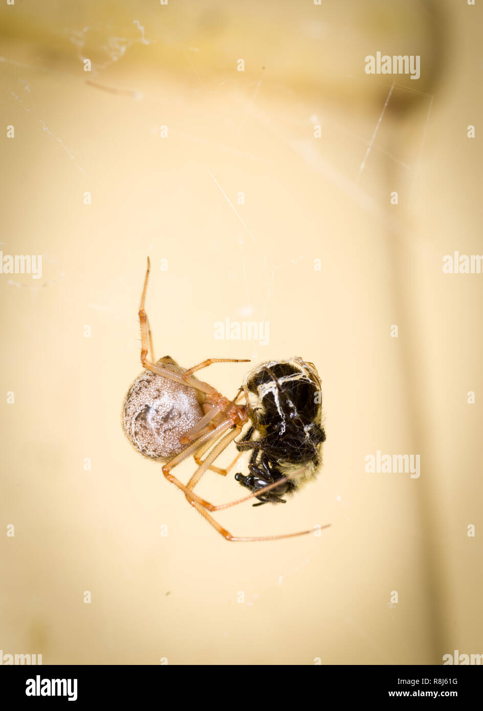 Achaearanea sp hi-res stock photography and images - Alamy
