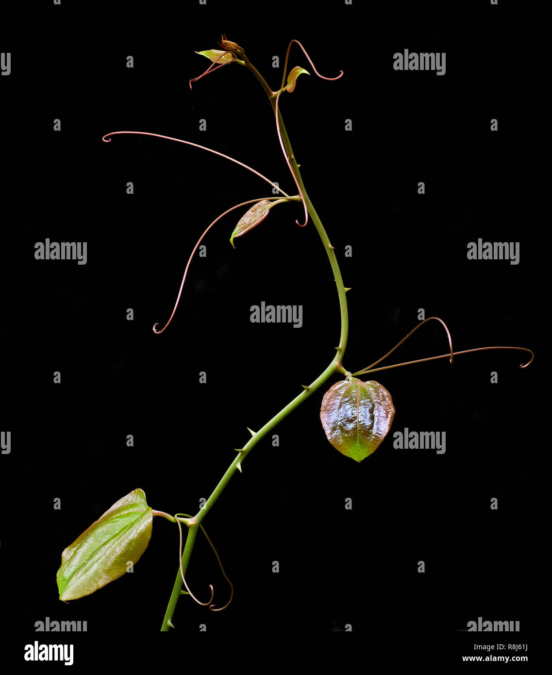 New spring growth of round-leaf greenbrier or catbrier (Smilax ...