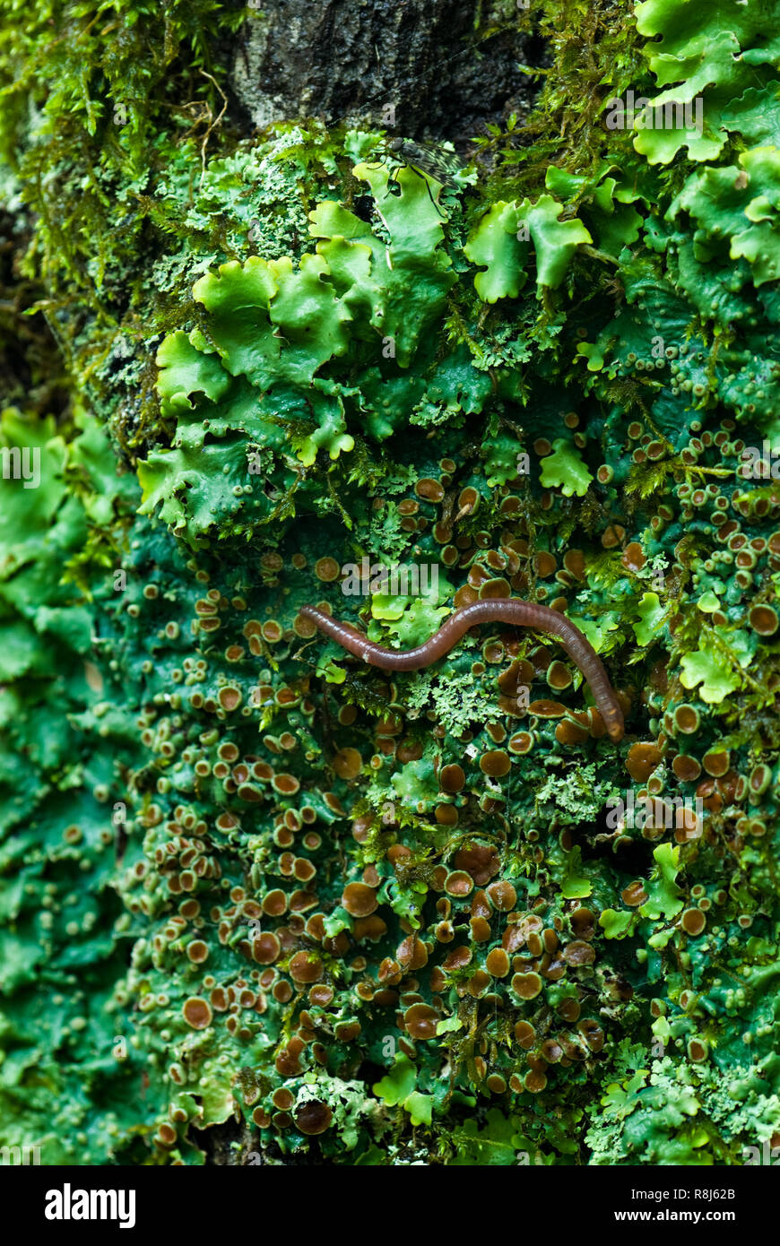 Rain worm hi-res stock photography and images - Alamy