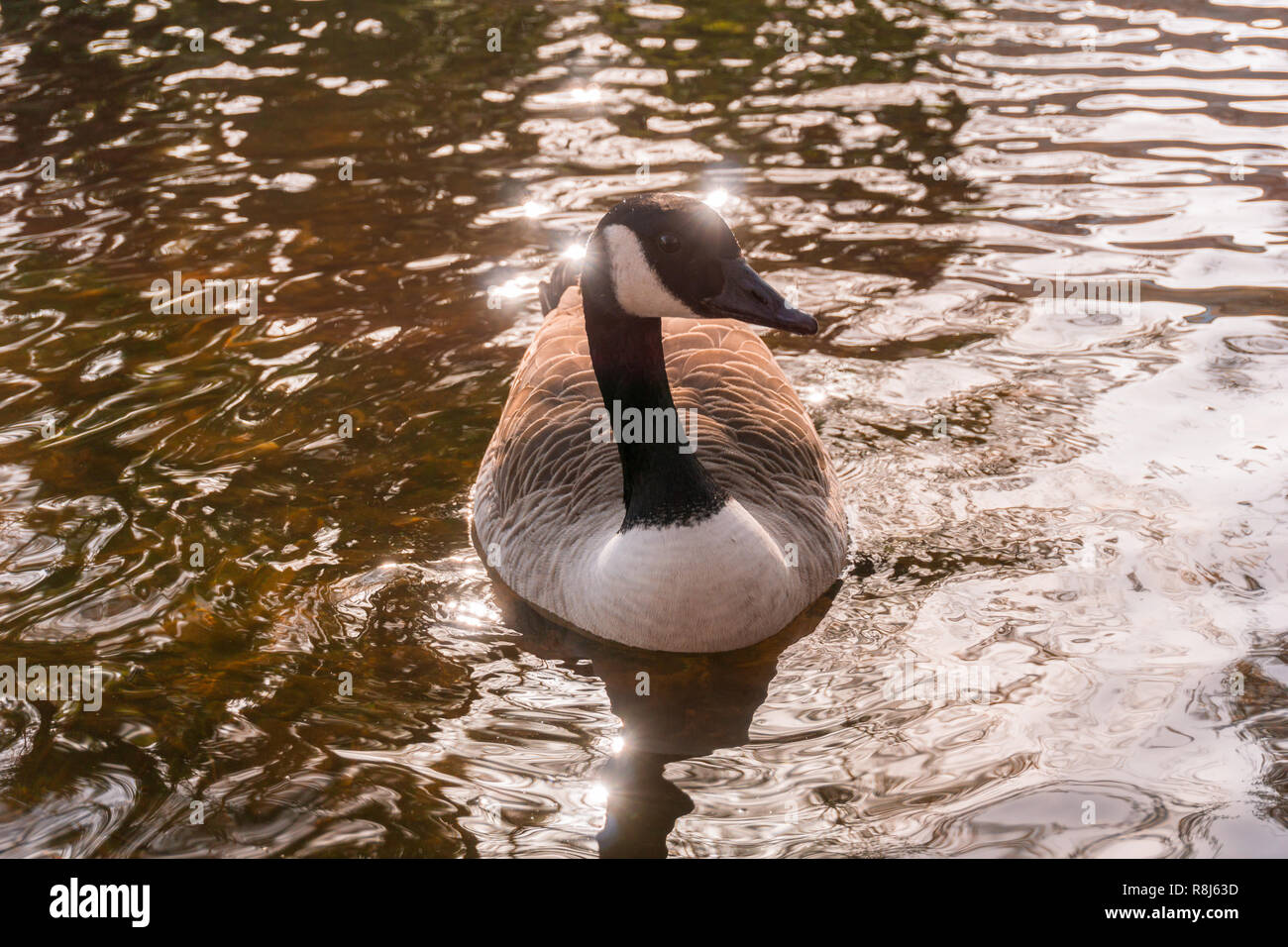Close-up of a Floating Canada goose (Branta canadensis Stock Photo - Alamy