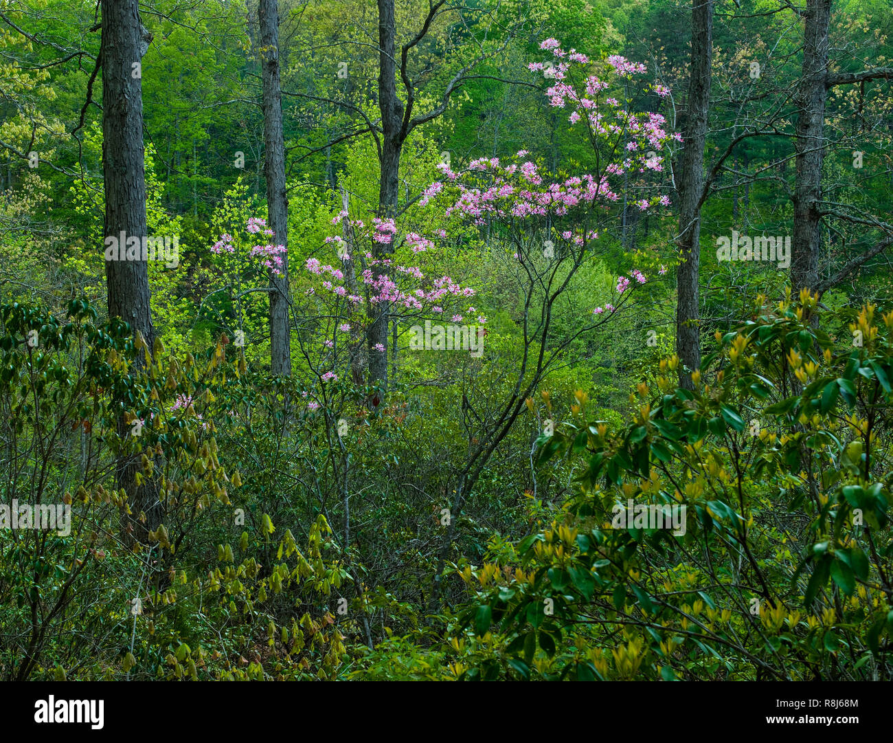 Wild piedmont pinxter azalea (Rhododendron canescens) in desiduous ...