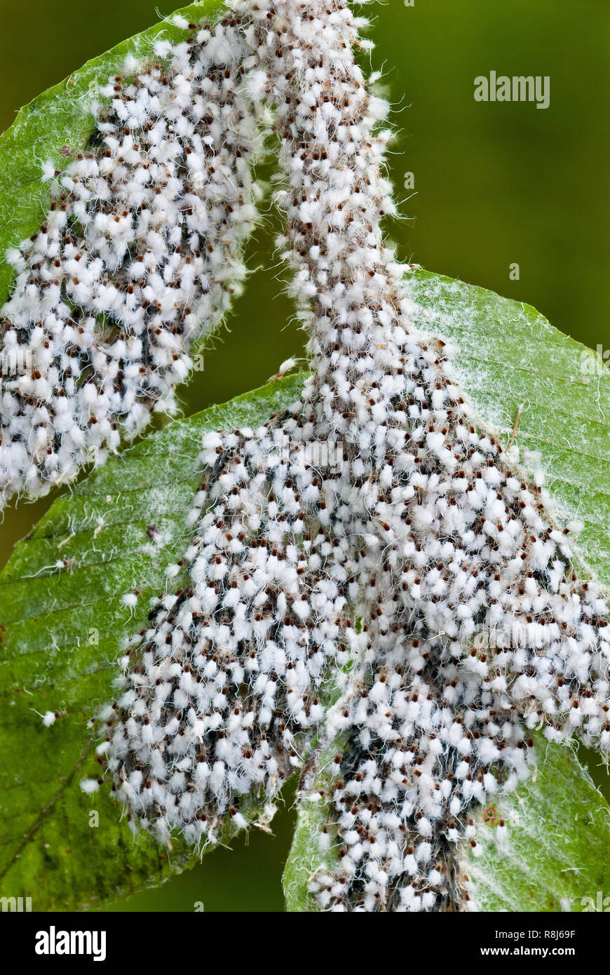 Wooly beech aphids (Phyllaphis fagi) covering the underside of leaves ...