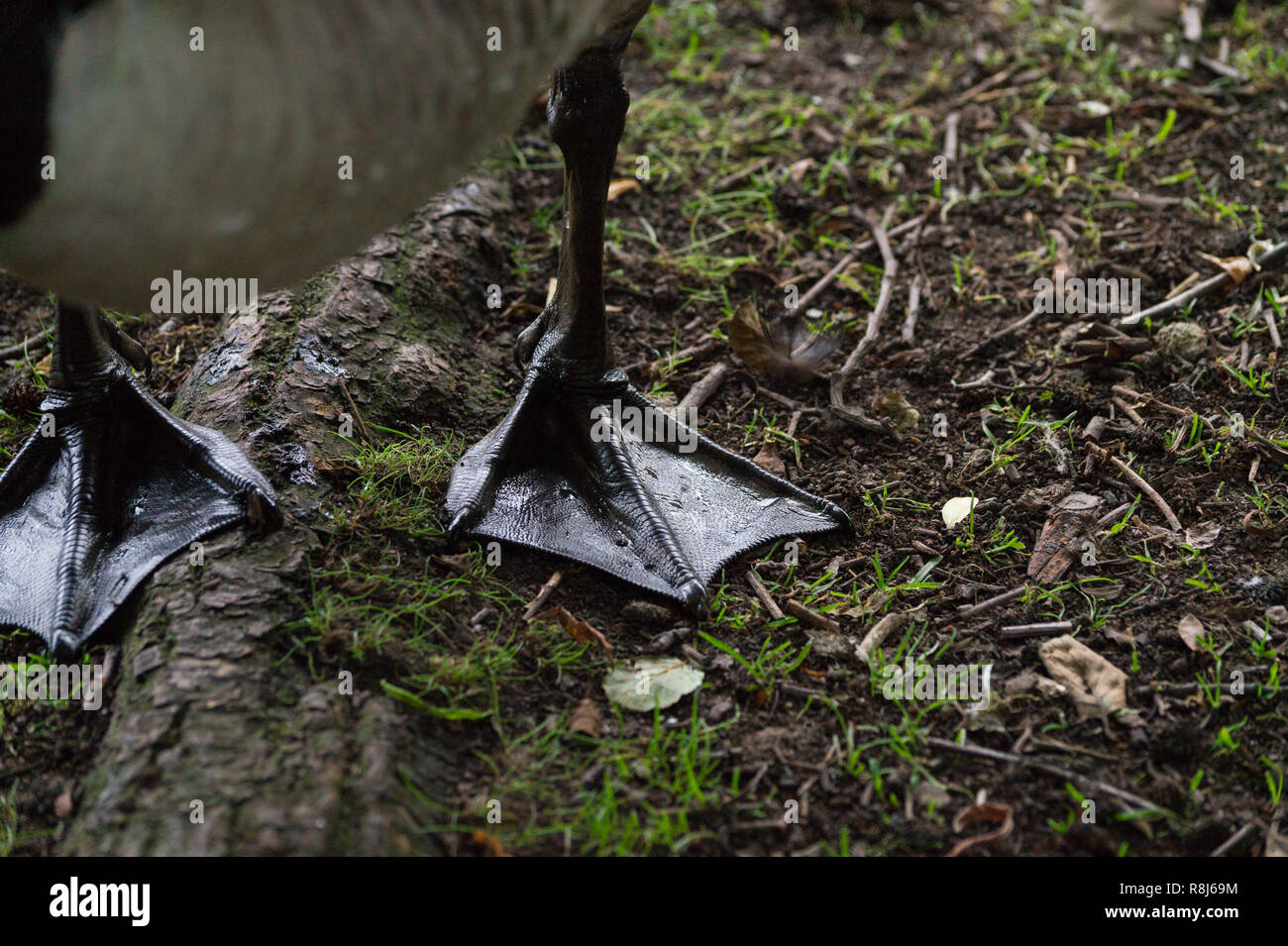 Goose feet hi-res stock photography and images - Alamy