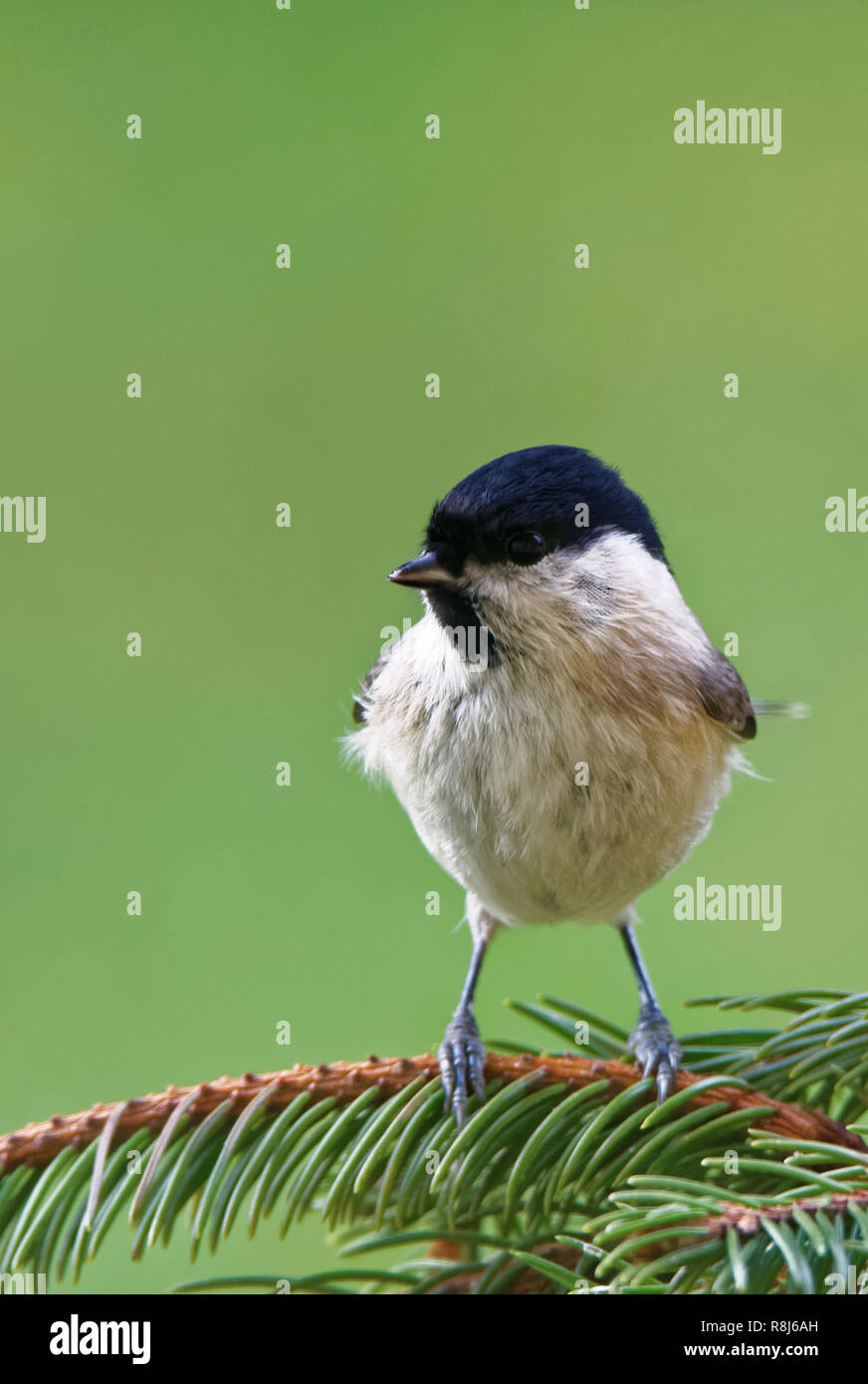Marsh tit (Poecile palustris) is a passerine bird in the tit family ...