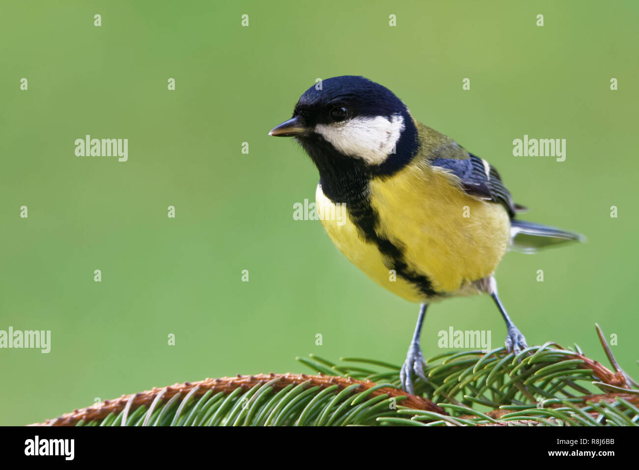 Great tit (Parus major) is a passerine bird in the tit family Paridae ...