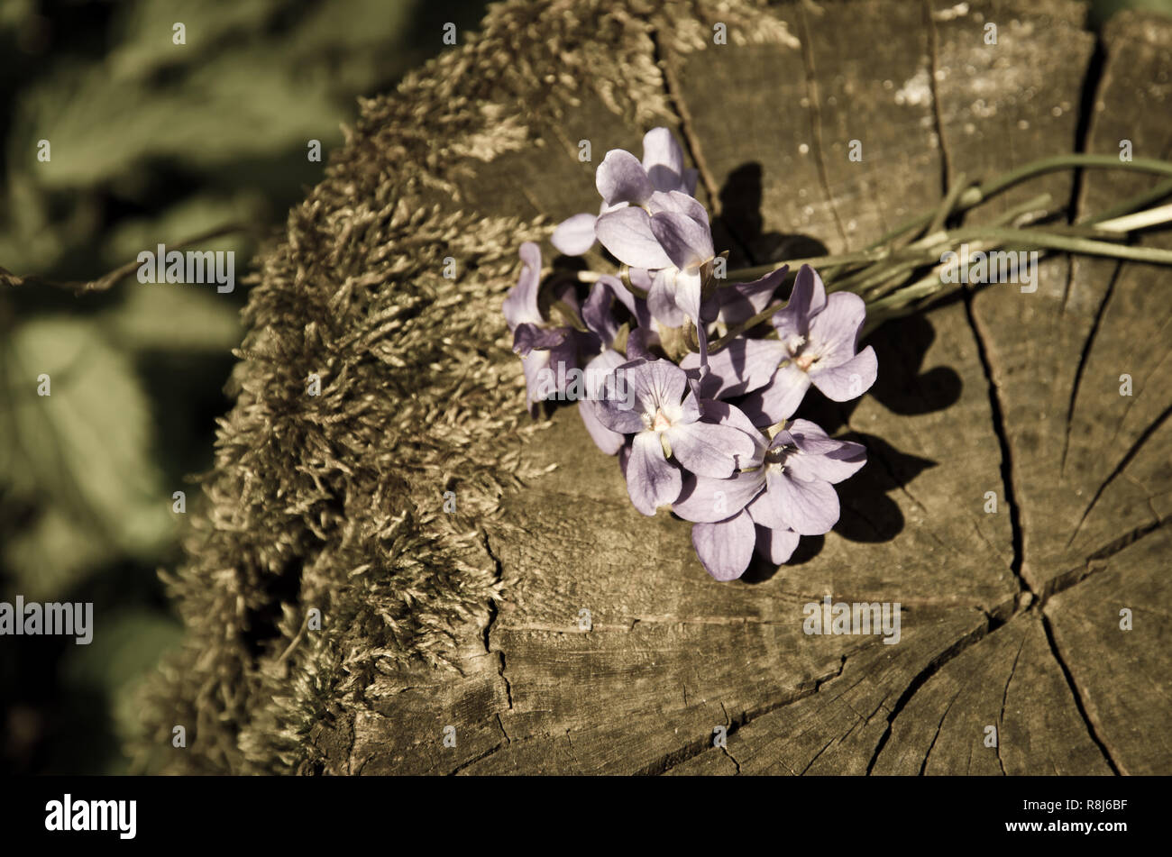 Retro effect image hi-res stock photography and images - Alamy