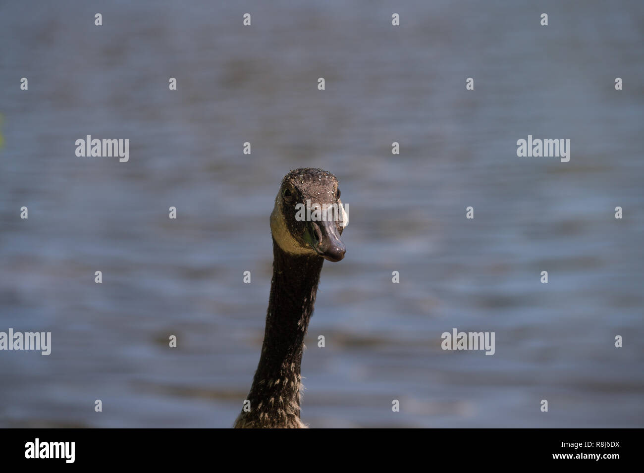 Canada goose head with a water background hi-res stock photography and ...