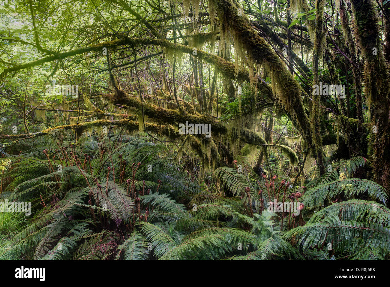 Temperate rainforest hi-res stock photography and images - Alamy