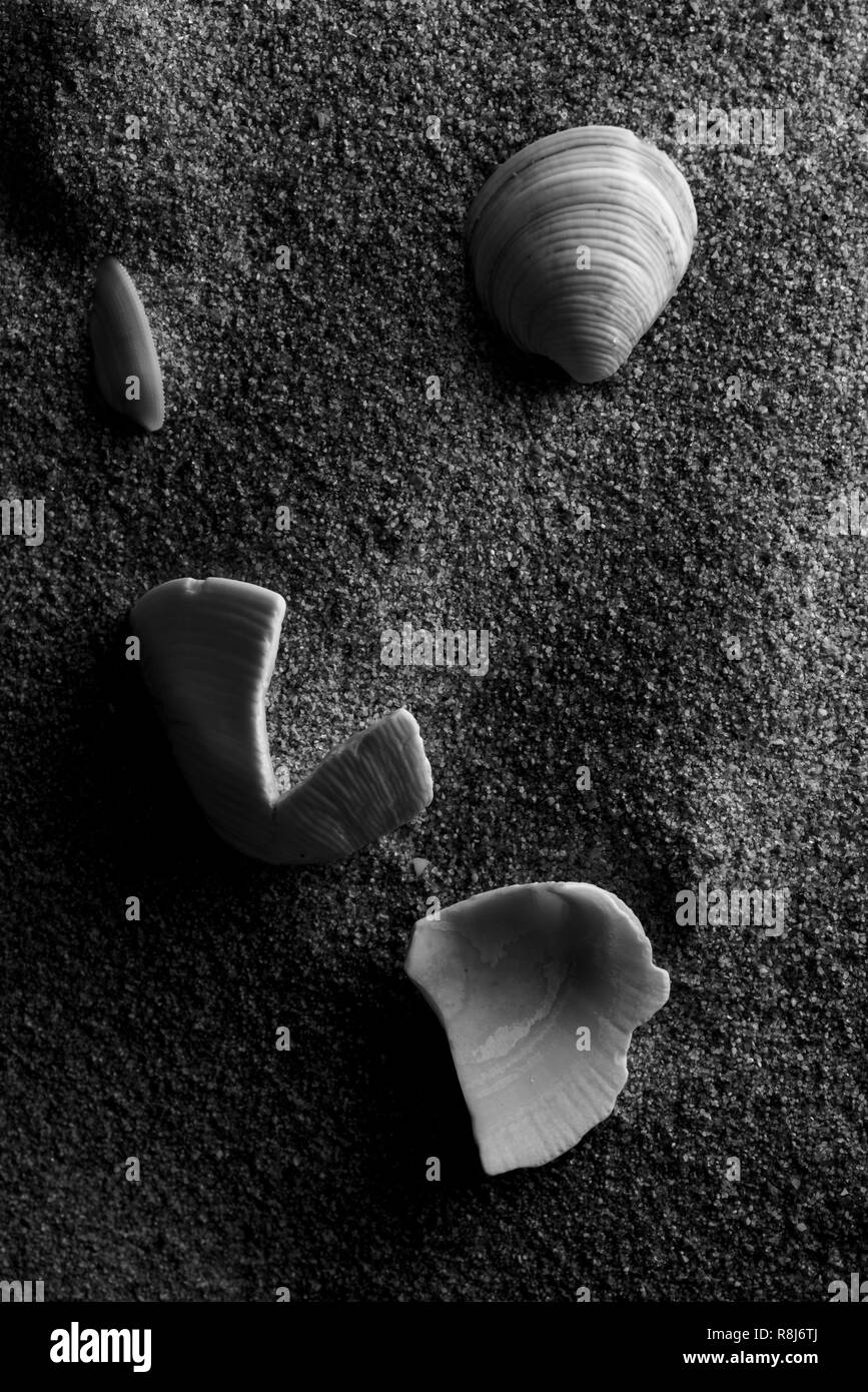 Broken shell and sand Black and White Stock Photos & Images - Alamy