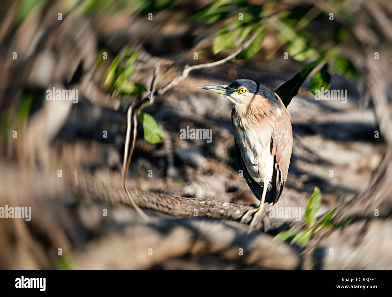 Australian marsh hi-res stock photography and images - Alamy