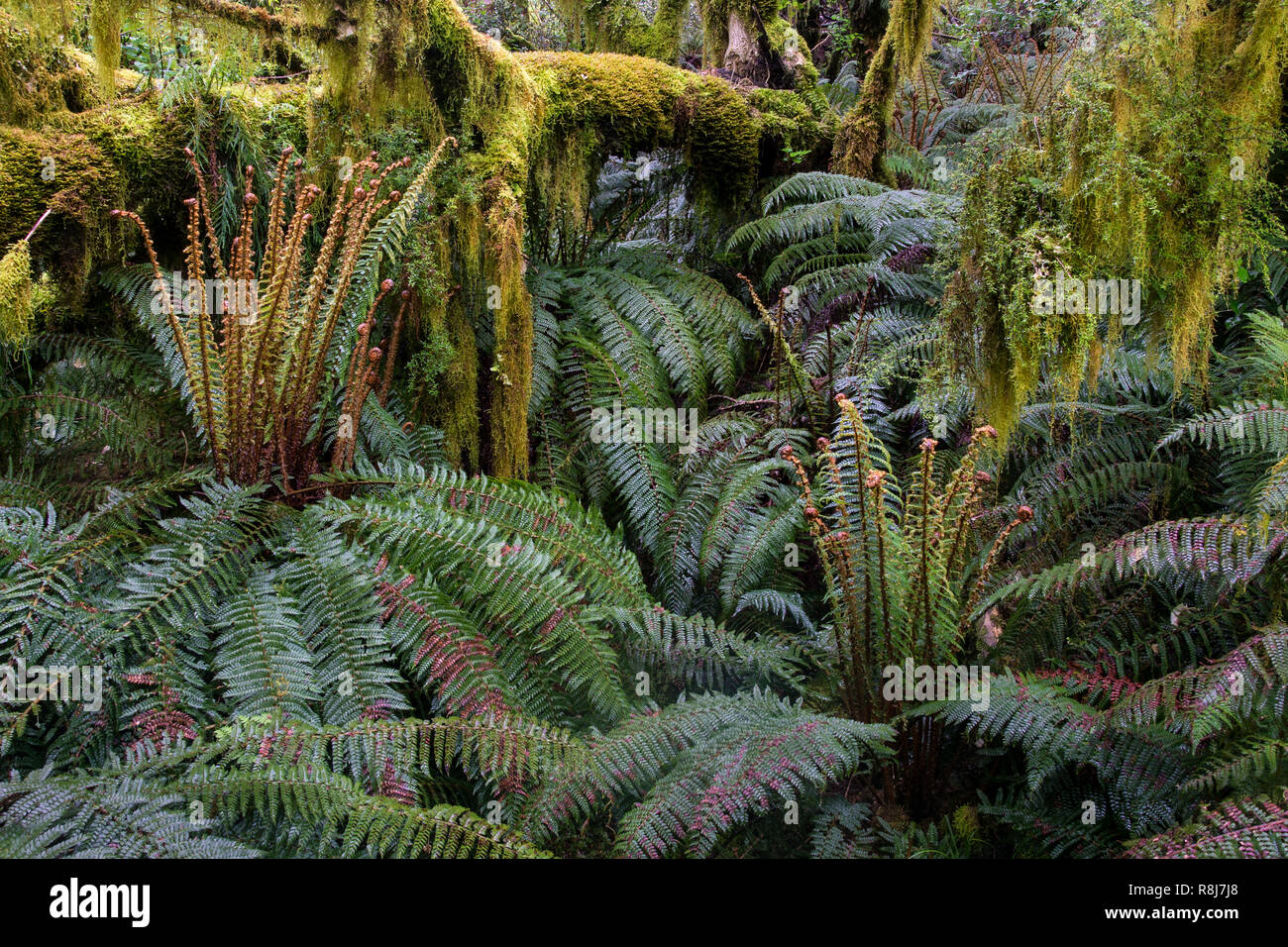 Prickly shield ferns hi-res stock photography and images - Alamy