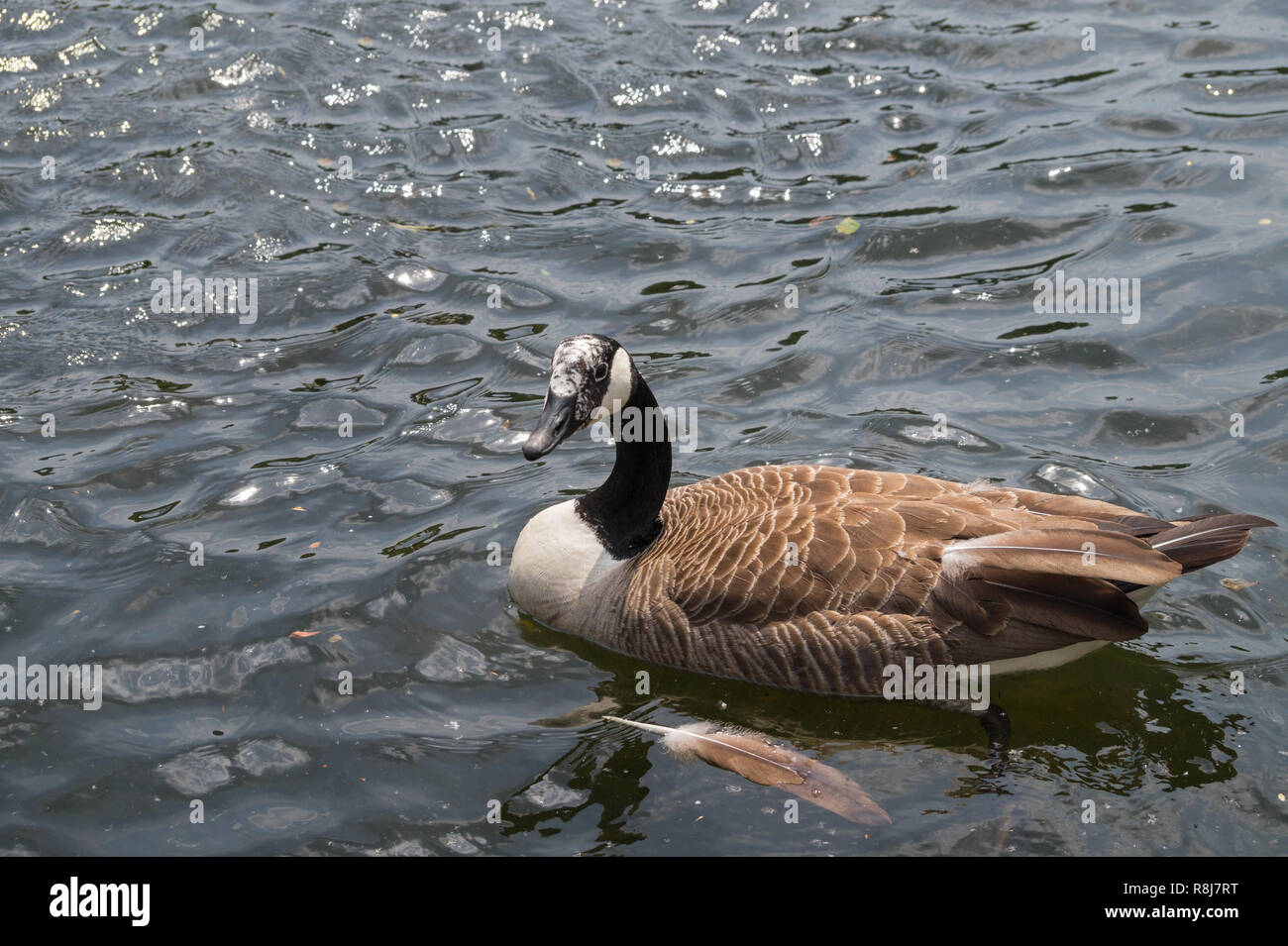 Close-up of a Floating Canada goose (Branta canadensis Stock Photo - Alamy