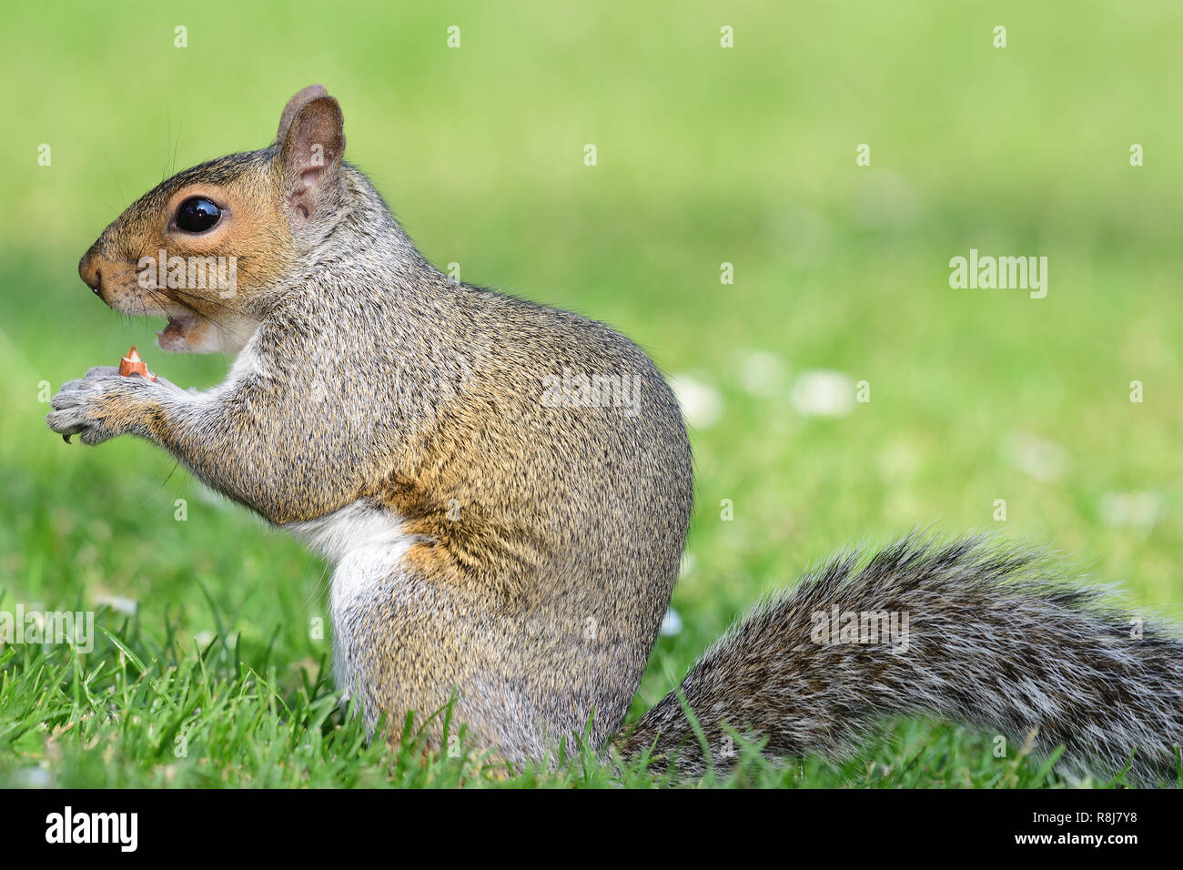 Squirrel side view hi-res stock photography and images - Alamy